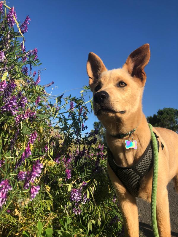 Quick-Tag Bone Personalized Engraved Pet ID Tag, Chrome, Small | Petco