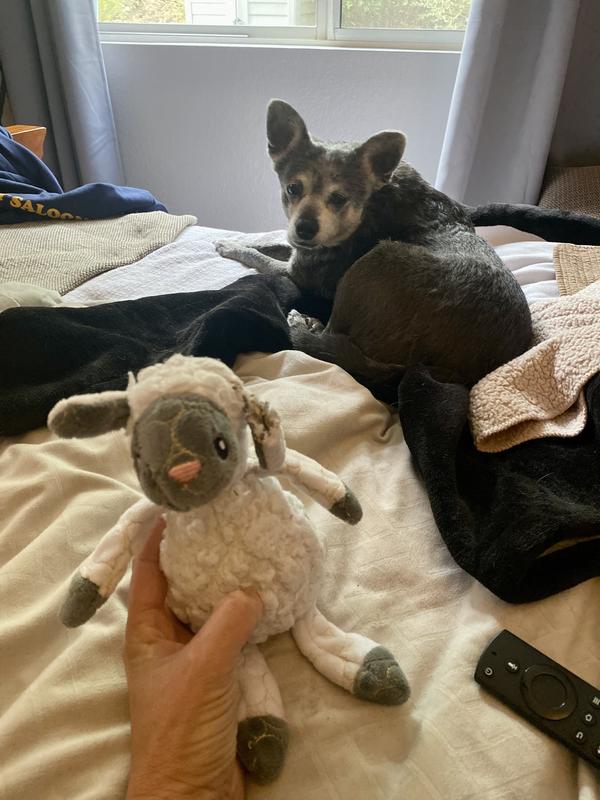 Leaps & Bounds Tough Sheep Dog Toy | Petco