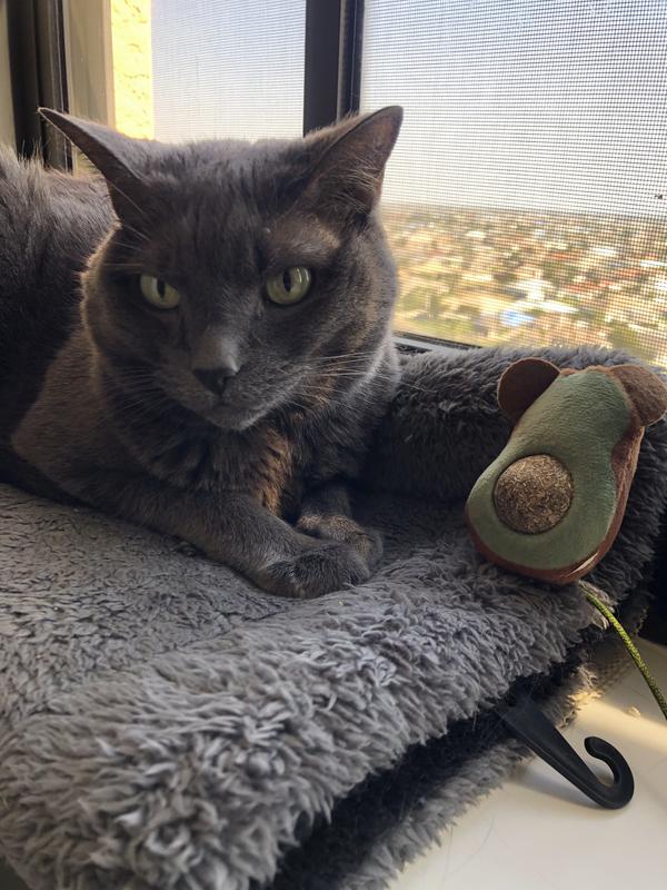 Leaps & Bounds Plush Mouse with Compressed Catnip Cat Toy | Petco