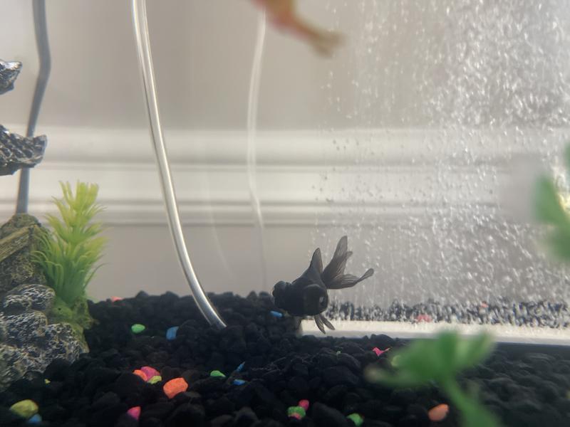 Petco Black Butterfly Goldfish for Freshwater Tanks