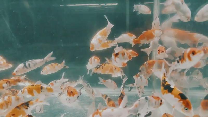 Tricolor Koi For Sale - Large | Petco