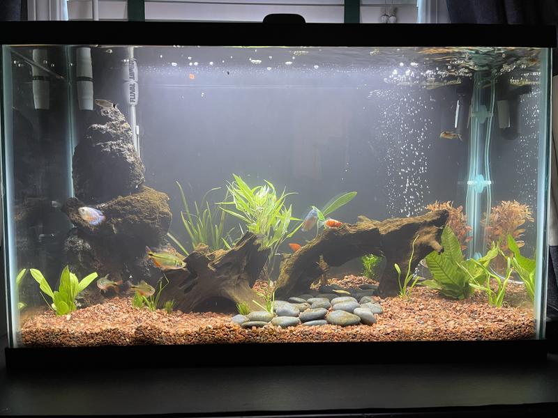 Fluval 307 Performance Canister Filter 120Vac, 60Hz | Petco