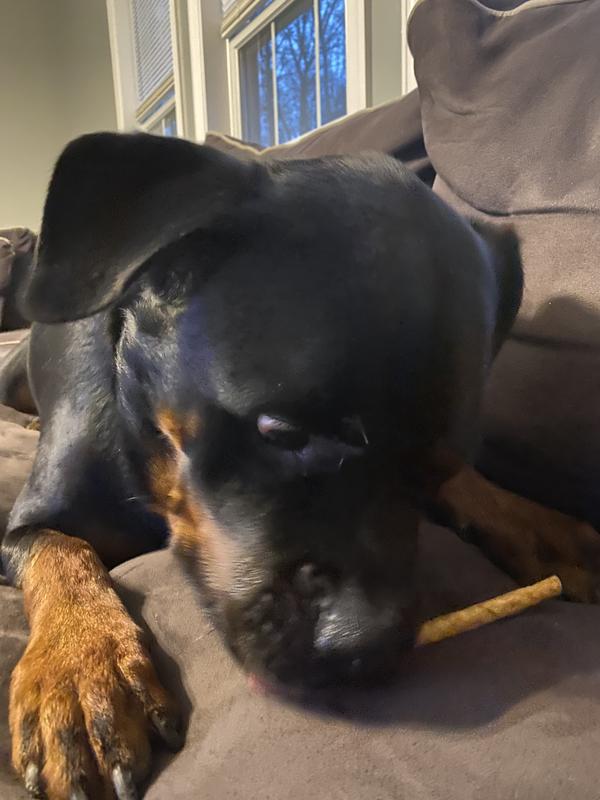 Good Lovin' Beef Basted Stick Dog Treats, 2.3 oz., Count of 10 | Petco