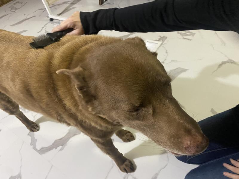 Well & Good Small Dual-Action Slicker Dog Brush Black