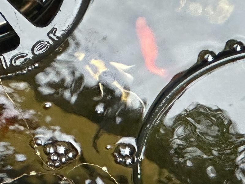 Mayan Butterfly Koi For Sale | Petco