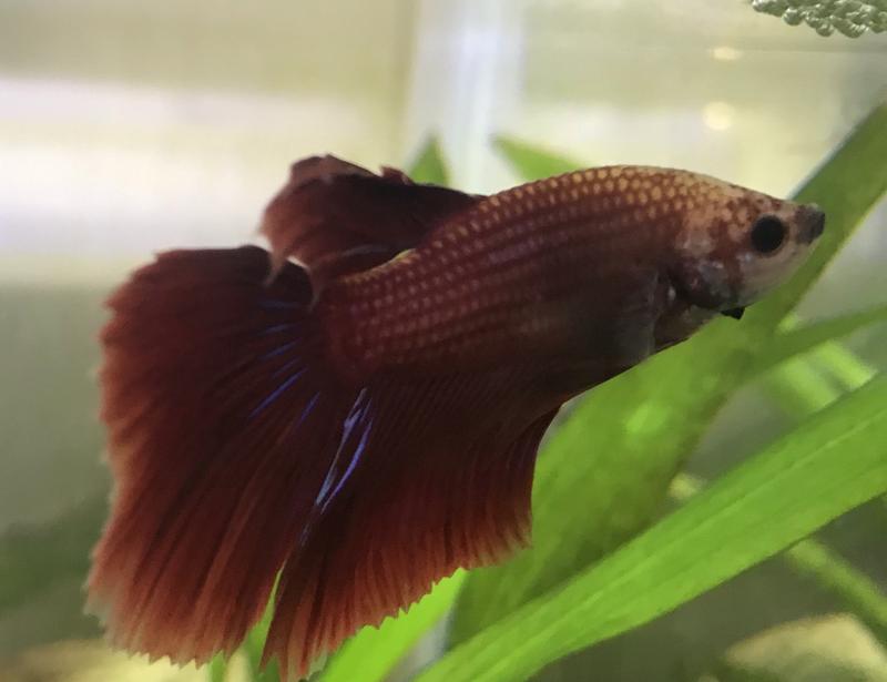 Red Female Veiltail Betta Fish for Sale: Order Online | Petco