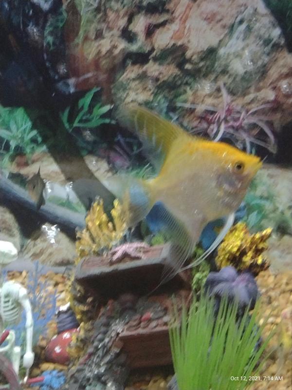 Panda Angelfish For Sale | Petco