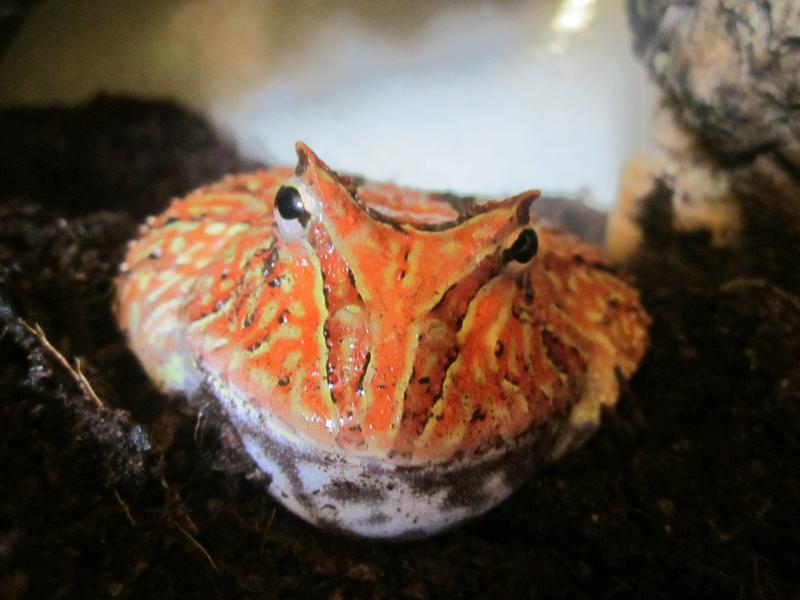 Pacman Frogs for Sale | Ceratophrys cranwelli | Petco