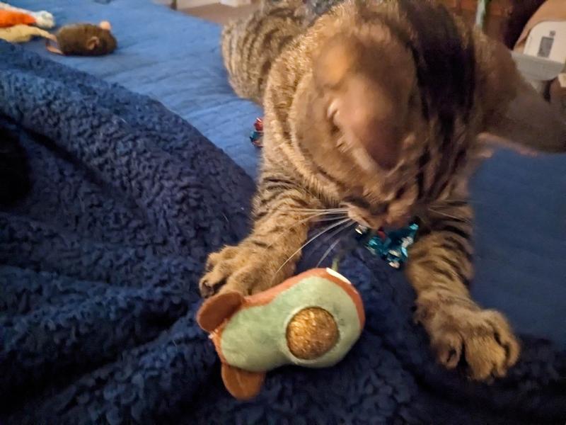 Leaps & Bounds Plush Mouse with Compressed Catnip Cat Toy | Petco