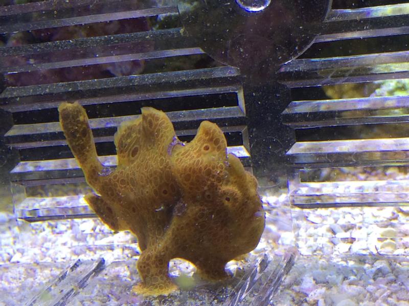 Petco Marine Shaggy Angler Fish: Large, Carnivore & Reef-Safe