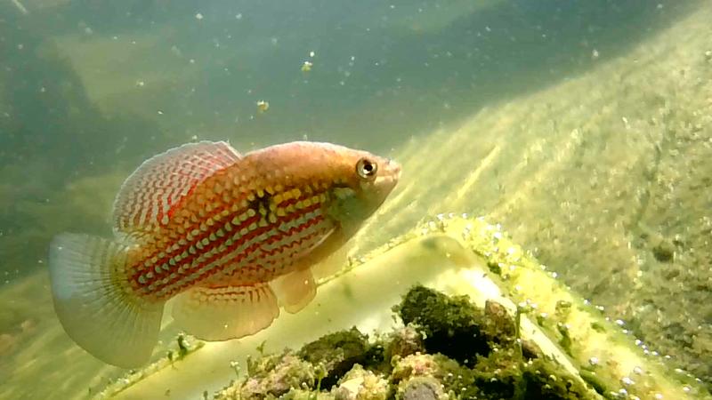 Florida Flag Fish For Sale | Petco