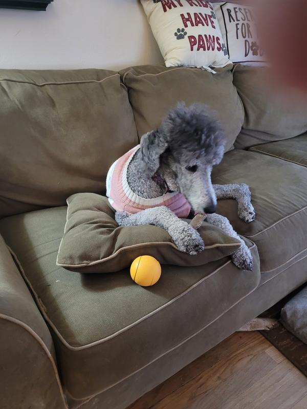 Leaps & Bounds Squeak Ball Assorted Dog Toy, X-Small | Petco