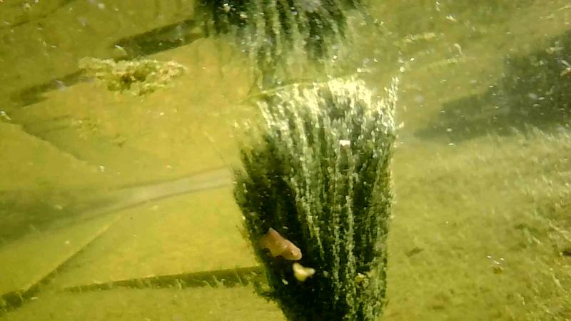 Florida Flag Fish For Sale | Petco