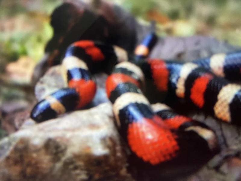 Frozen Fuzzy Mouse, Medium, Count of 50 | Petco