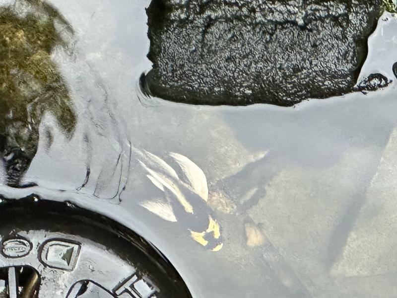 Mayan Butterfly Koi For Sale | Petco