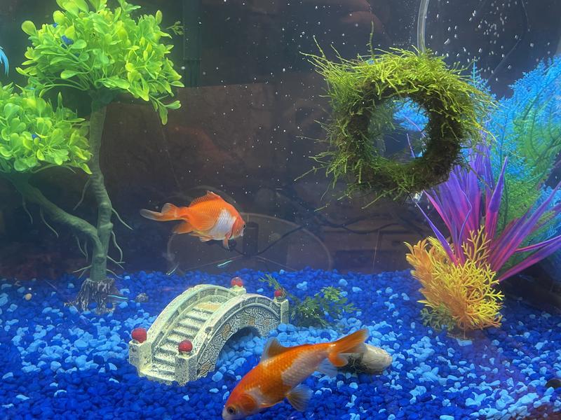 Floating Java Moss Ring For Sale | Petco