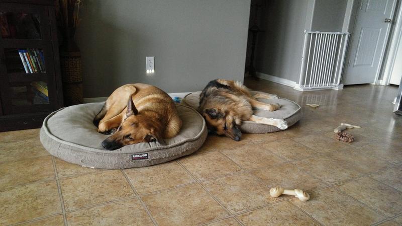 Royal Canin Large Digestive Care Dry Dog Food, 30 lbs. | Petco