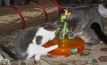 Catstages Cheese Chase Cat Toy, Medium | Petco