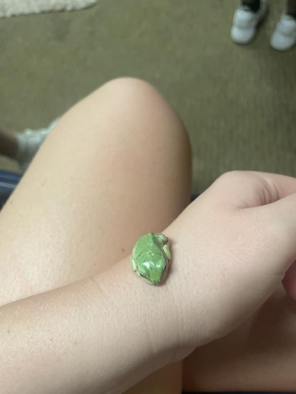 Red Eyed Tree Frog For Sale | Petco