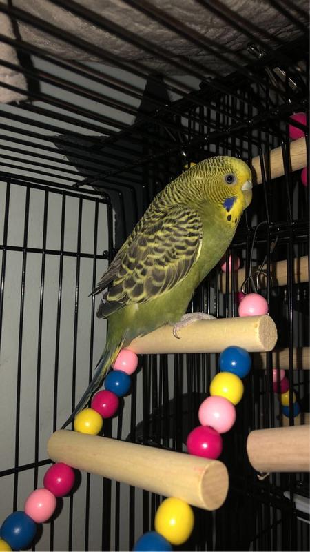 Green Parakeets for Sale | Melopsittacus undulatus | Petco