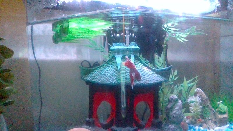 Pink Orchid Betta For Sale - Male | Petco