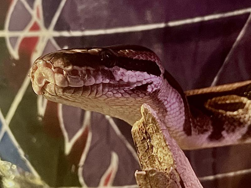 Frozen Small Rat, Count of 10 | Petco