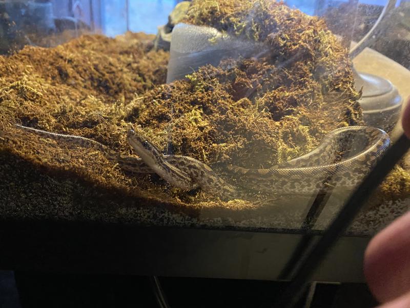 Frozen Fuzzy Mouse, Medium, Count of 50 | Petco