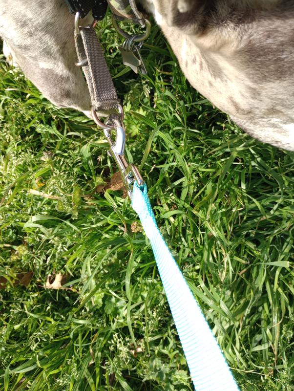 YOULY Turquoise Dog Lead, 6 ft., Medium | Petco