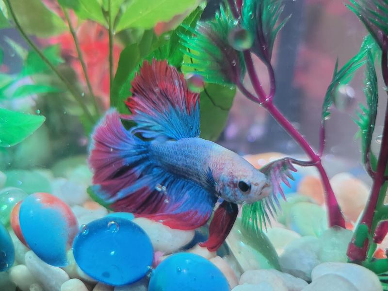 Imagitarium Male Stars & Stripes Betta Fish