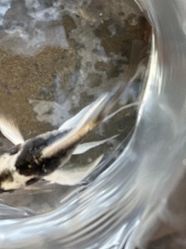 Mayan Butterfly Koi For Sale | Petco