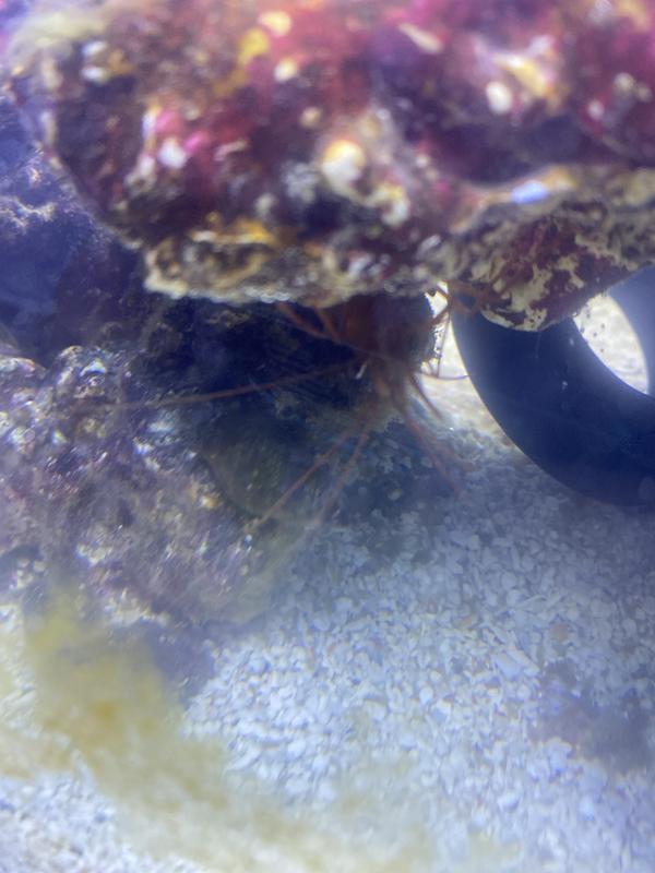 Dwarf Blue Leg Hermit Crab For Sale | Petco