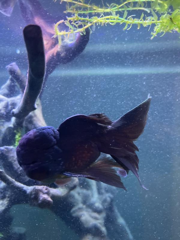 Black Oranda Goldfish For Sale - Medium | Petco