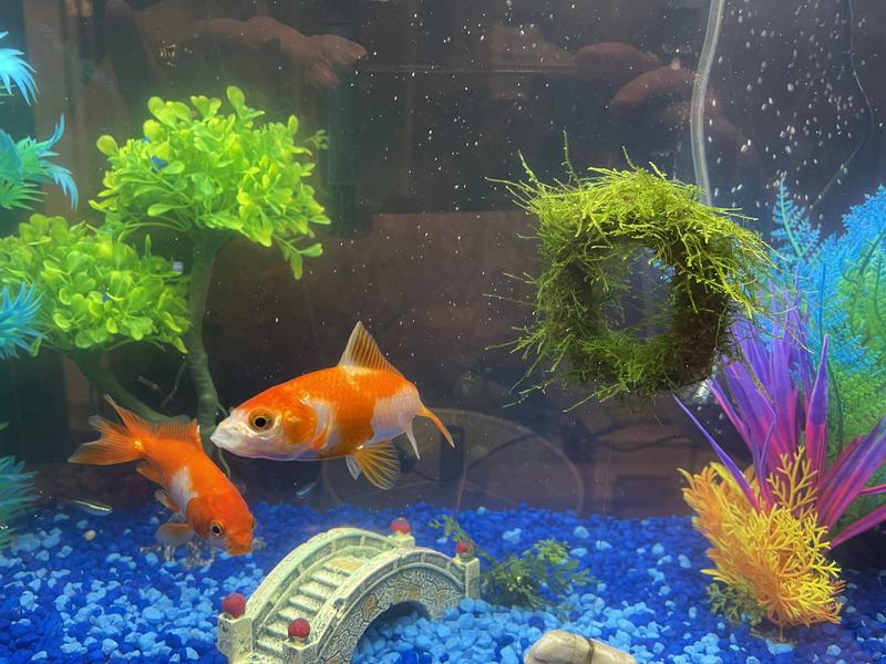 Floating Java Moss Ring For Sale | Petco