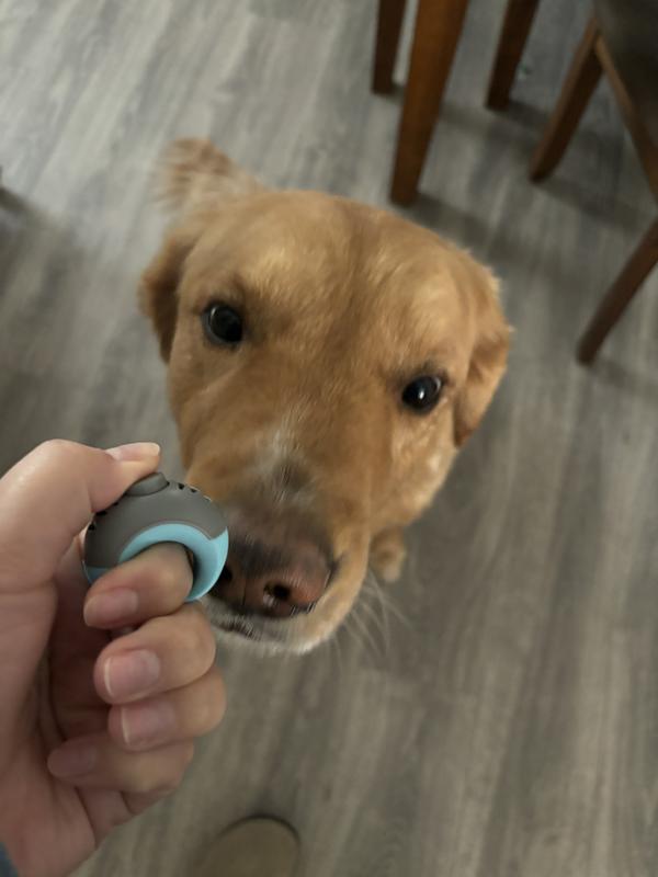 EveryYay Dog Training Clicker Ring, Small | Petco