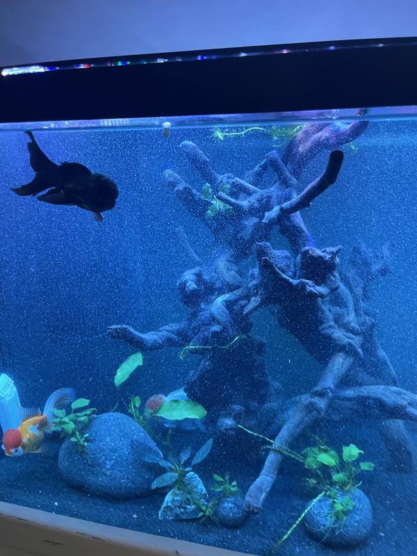 Black Oranda Goldfish For Sale - Medium | Petco