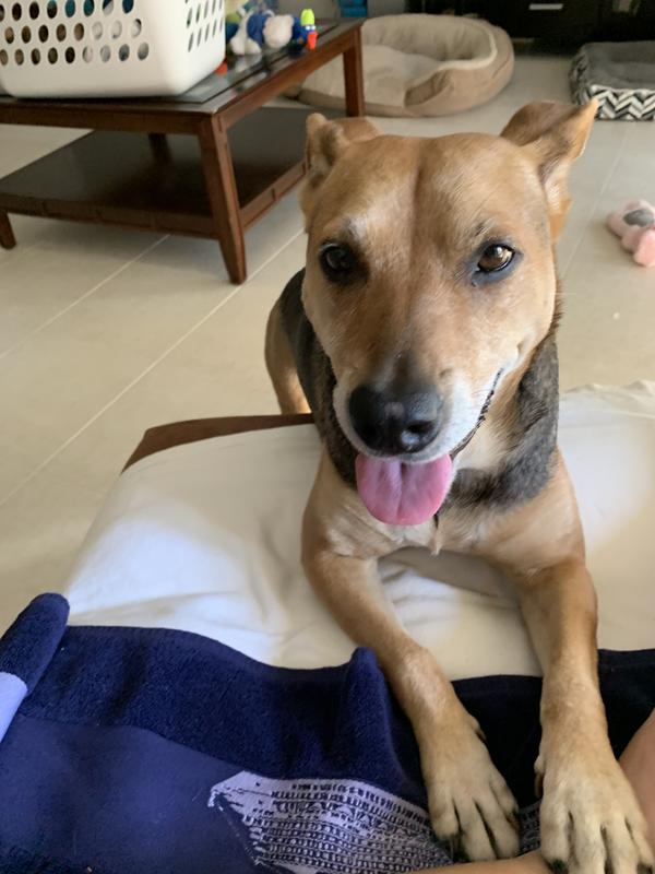 Hill's Science Diet Adult Perfect Weight & Lean Muscle Dog Food