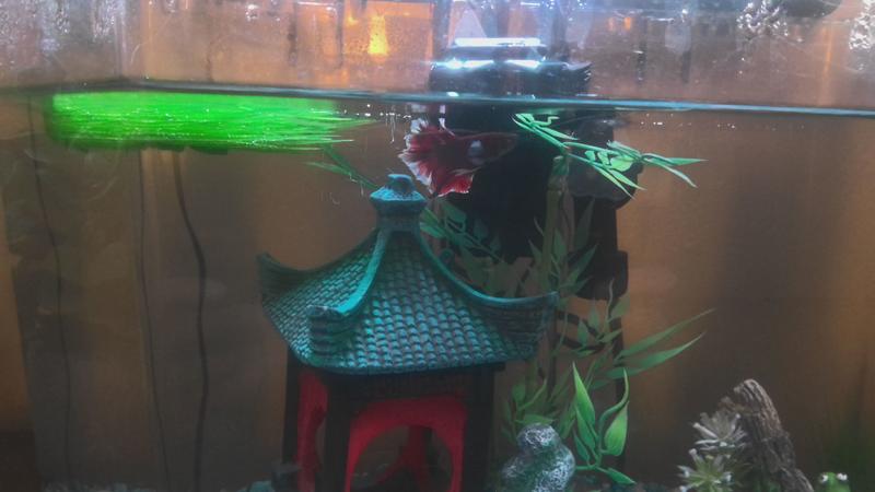 Pink Orchid Betta For Sale - Male | Petco