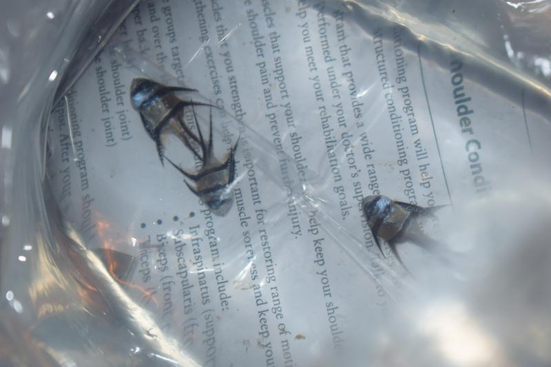 Banggai Cardinal For Sale - 24 Pack Large | Petco