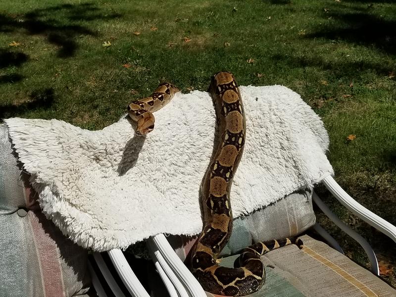 Frozen XL (Jumbo) Rat, Count of 25 | Petco