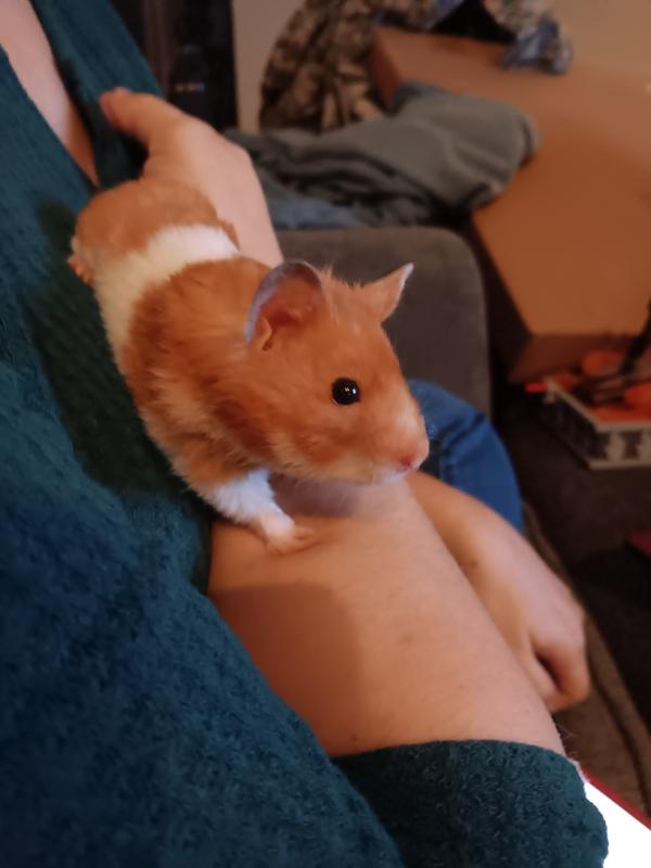 Syrian Hamster For Sale | Petco