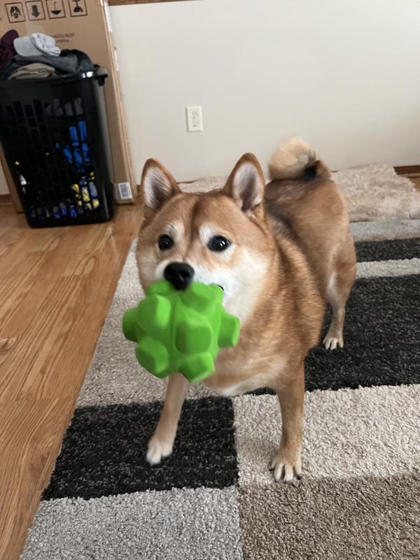 Leaps & Bounds Flocked Ball with Nubs Assorted Color Dog Toy, Small | Petco