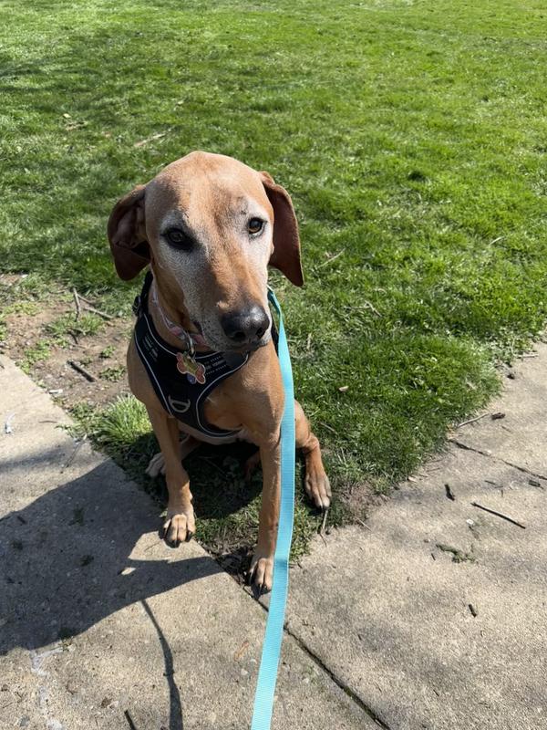 YOULY Turquoise Dog Lead, 6 ft., Medium | Petco