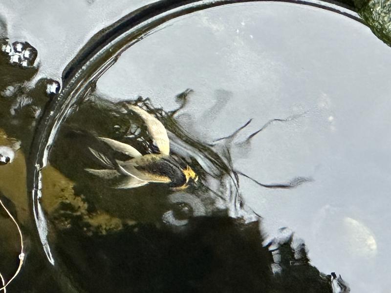 Mayan Butterfly Koi For Sale | Petco