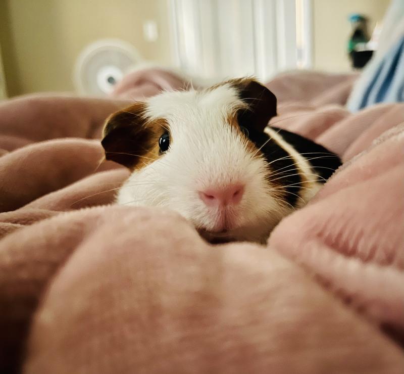 Guinea Pigs for Sale: Buy Live Guinea Pigs for Sale | Petco