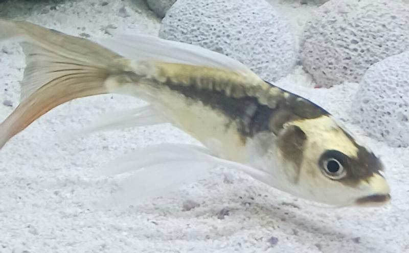 Mayan Butterfly Koi For Sale | Petco