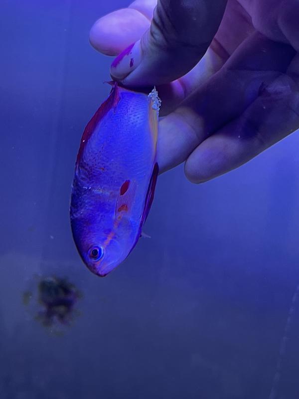 Vibrant Male Red Lyretail Anthias for Marine Aquariums