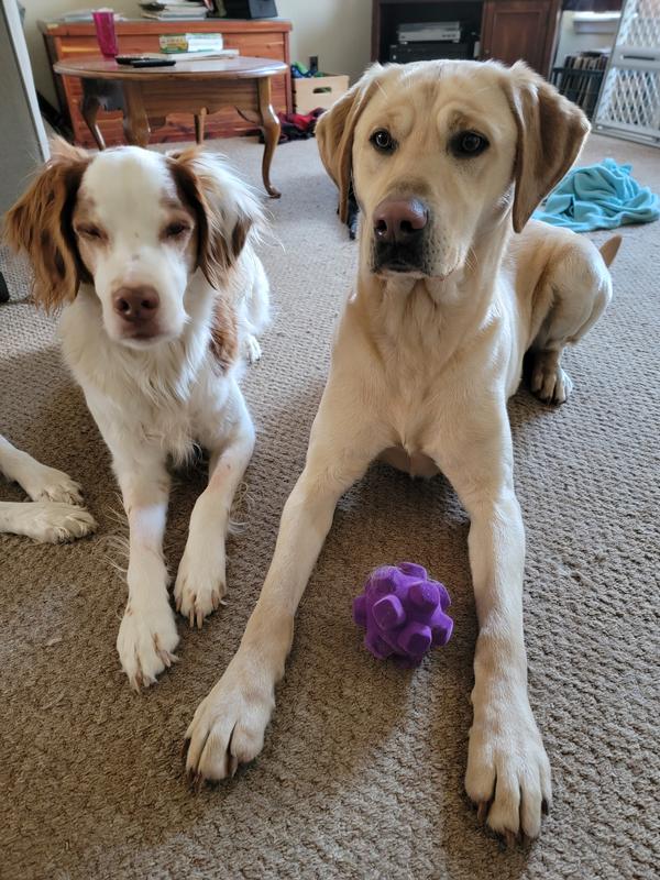 Leaps & Bounds Flocked Ball with Nubs Assorted Dog Toy | Petco