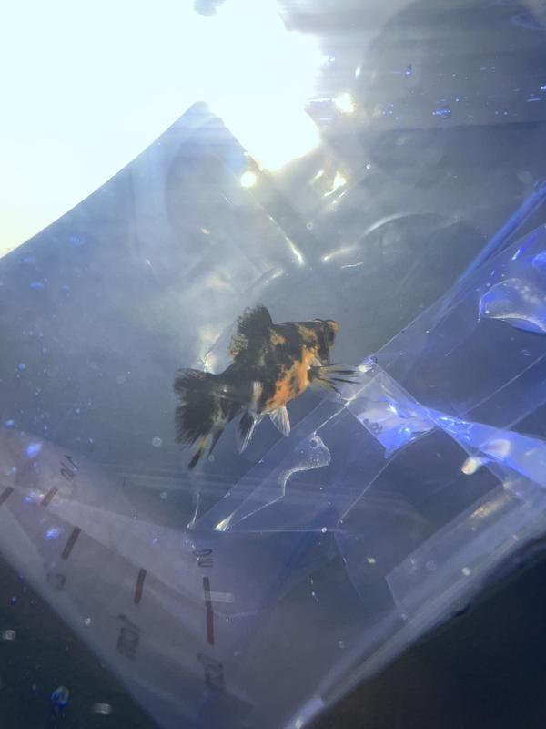 Tiger Molly For Sale | Petco