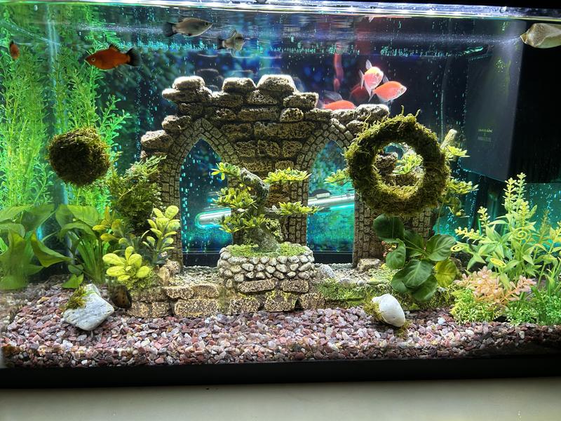 Floating Moss Ball For Sale | Petco