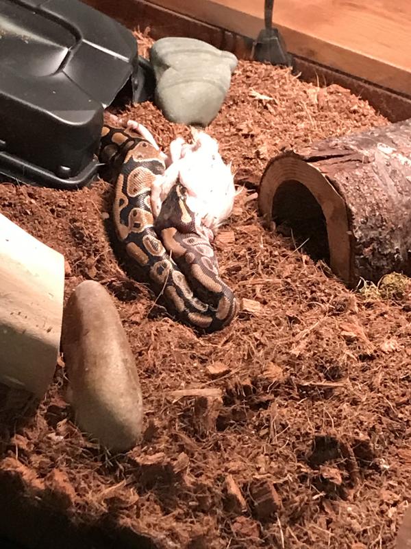 Frozen Small Rat, Count of 10 | Petco